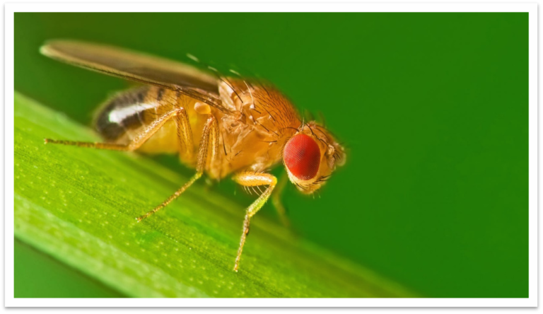 How to Get Rid of Fruit flies - Trapalls.com