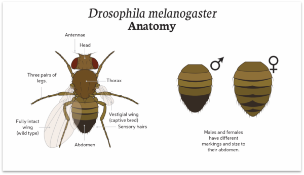 How to Get Rid of Fruit flies - Trapalls.com