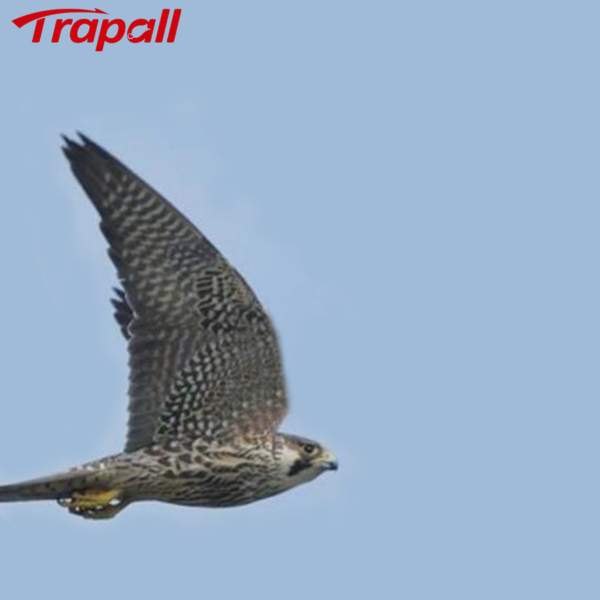 Outdoor Electronic Flying Hawk Raven Bird Deterrent Scarecrow with ...