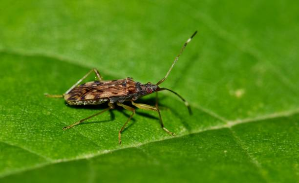 How to Get Rid of Springtails - Trapalls.com