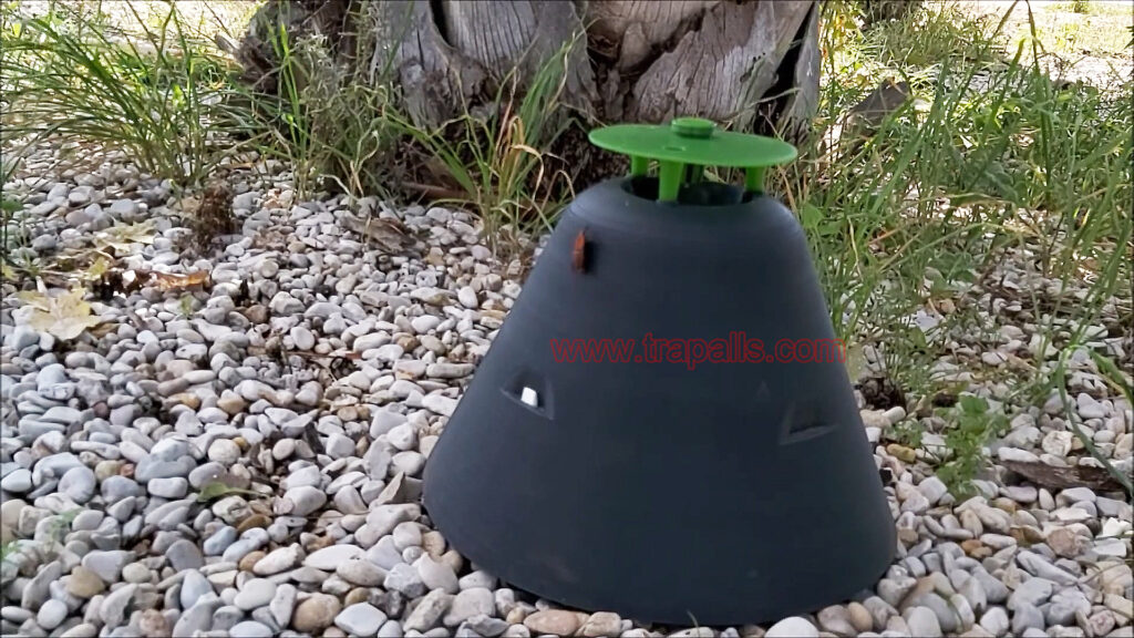 Outdoor Insect Control Red Palm Weevil Catcher Beetle Trap - Trapalls.com